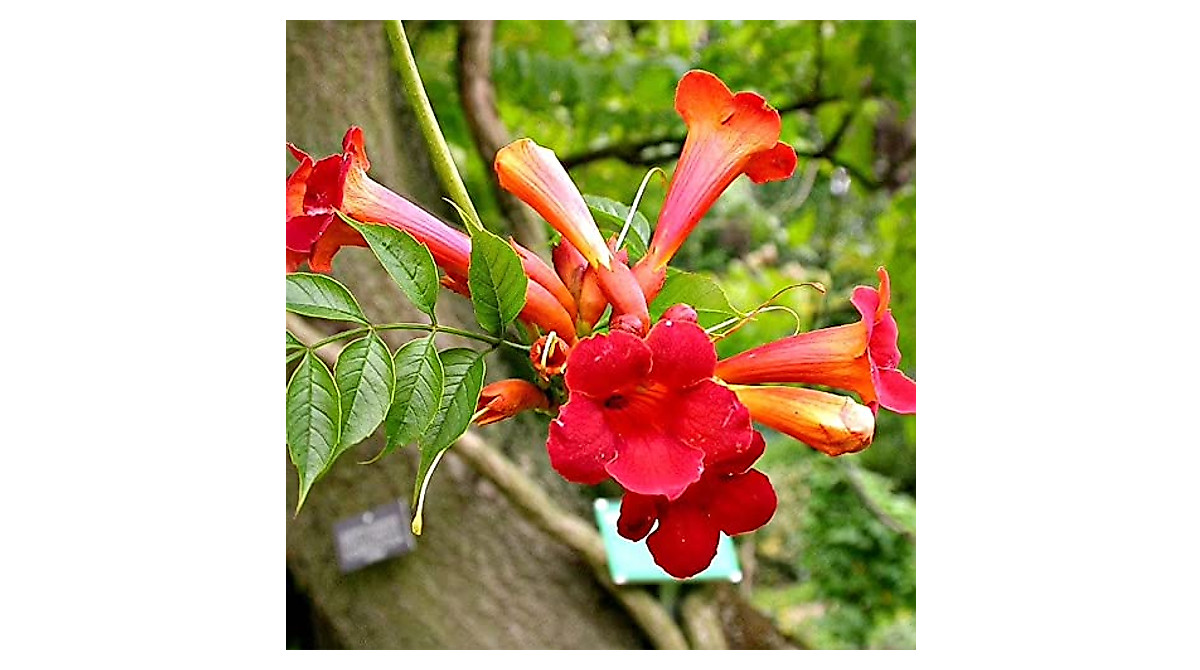 Grow Red Trumpet Vine: Attract Hummers, Easy Privacy Screen