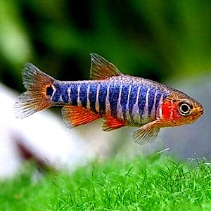 Emerald Dwarf Rasbora - 8 Pack Live Freshwater Aquarium Fish