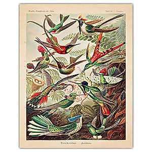 Vintage Ernst Haeckel Birds Wall Art Print: 11x14 Unframed Bird Wall Decor Poster for Home, Office, Dorm, Farmhouse, Bedroom & Living Room | Creative Housewarming Gift Idea for Bird & Nature Lovers