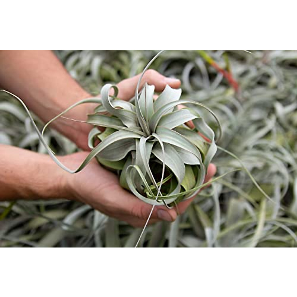 Large Xerographica Air Plants 5 to 7 Inch Wide - Air Plants Live Tillandsia Succulent House Plants Holders - Available in Wholesale and Bulk Air Plant - Home and Garden Decor - Easy Care Indoor and Outdoor Plants (1 PC)