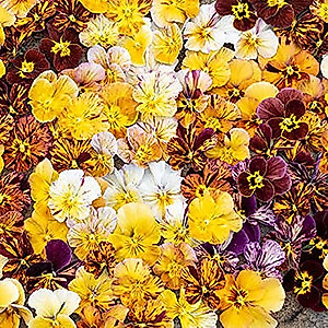 David's Garden Seeds Flower Viola Brush Strokes 4113 (Multi) 100 Non-GMO, Heirloom Seeds