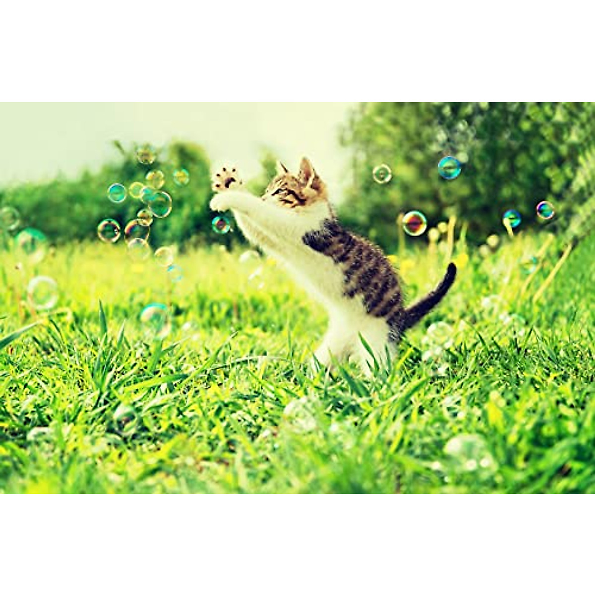 iwanga Catnip Bubbles Catnip Toys for Cats 4oz*2- Unbelievable Catnip Flavor Bubble for Cats -Non-Toxic Formula,Let The cat Chase Avoids Boredom & Keeps Pets Active.