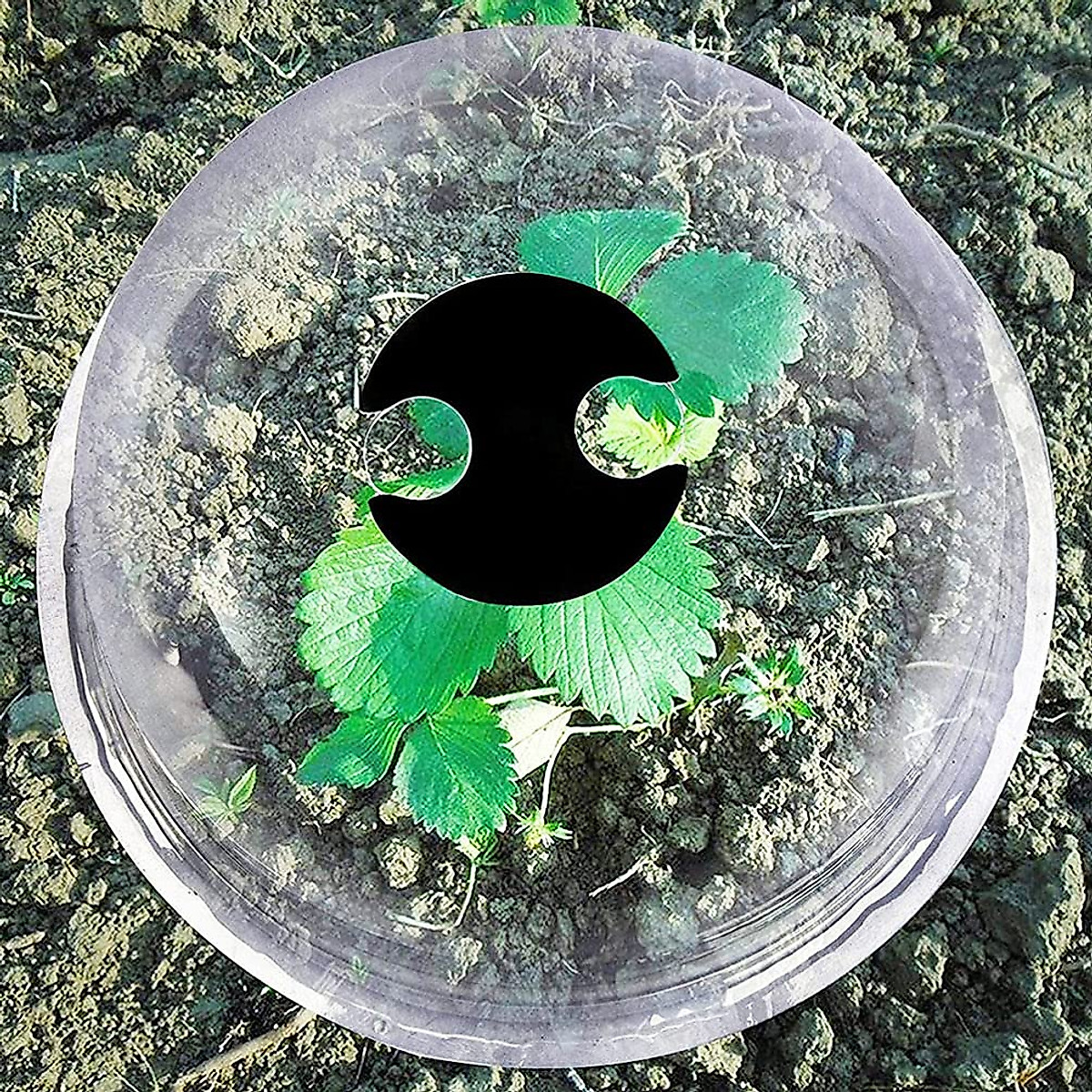 House Plants Mushroom Container 4pcs Garden Cloche Domes Plastic Plant Bell Cover Humidity Dome or Starter Pots for Plant Nursery Clear Glass Containers House Plants Indoors Live