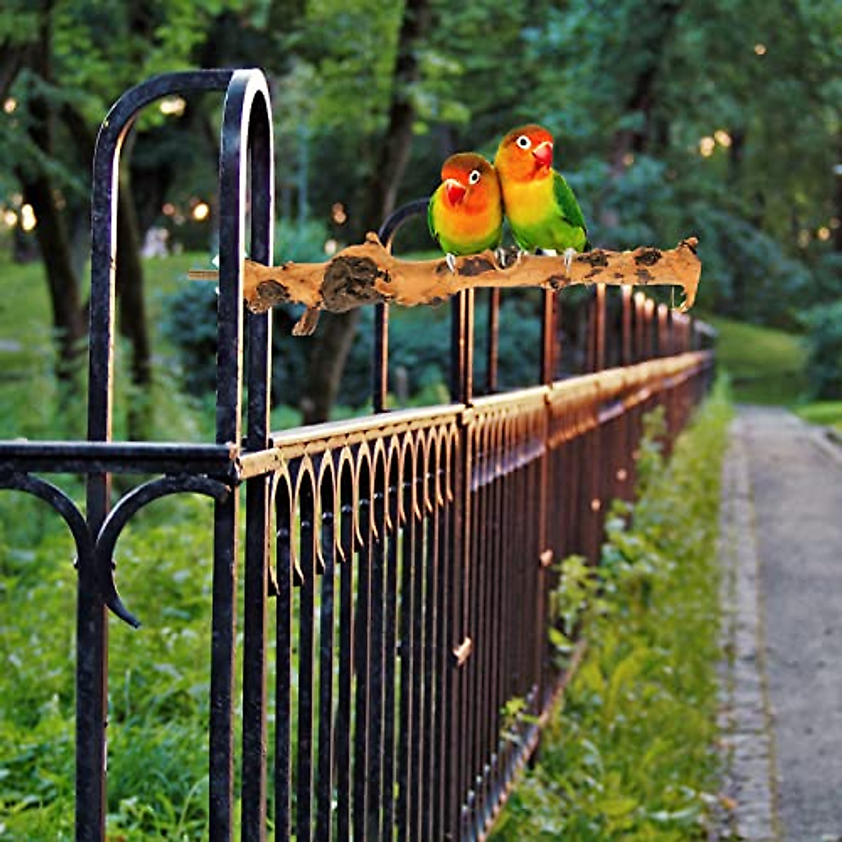 PATKAW Natural Wood Parrot Perch 2pcs Bird Wood Stand Branches Bird Cage Hanging Perch Bird Wooden Chew Toy for Pet Bird Cage Hammock Climbing Toy