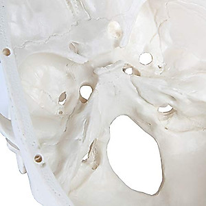 Axis Scientific Human Skull Model Life Size, 3-Part Medical Anatomical Skull Replica Includes Skull Cap with External and Interior Structures, Detailed Product Manual for Medical Students, Study
