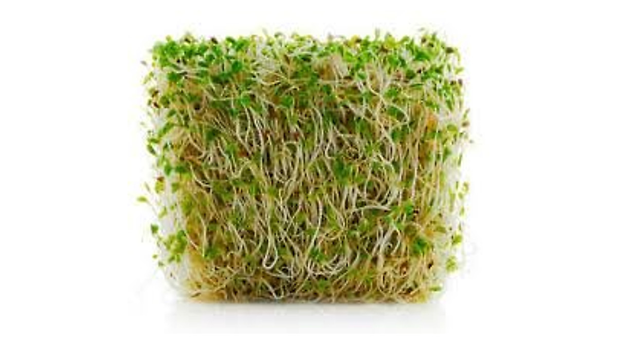 Todd's Alfalfa Sprouting Seeds - Fast Grow, High Germination