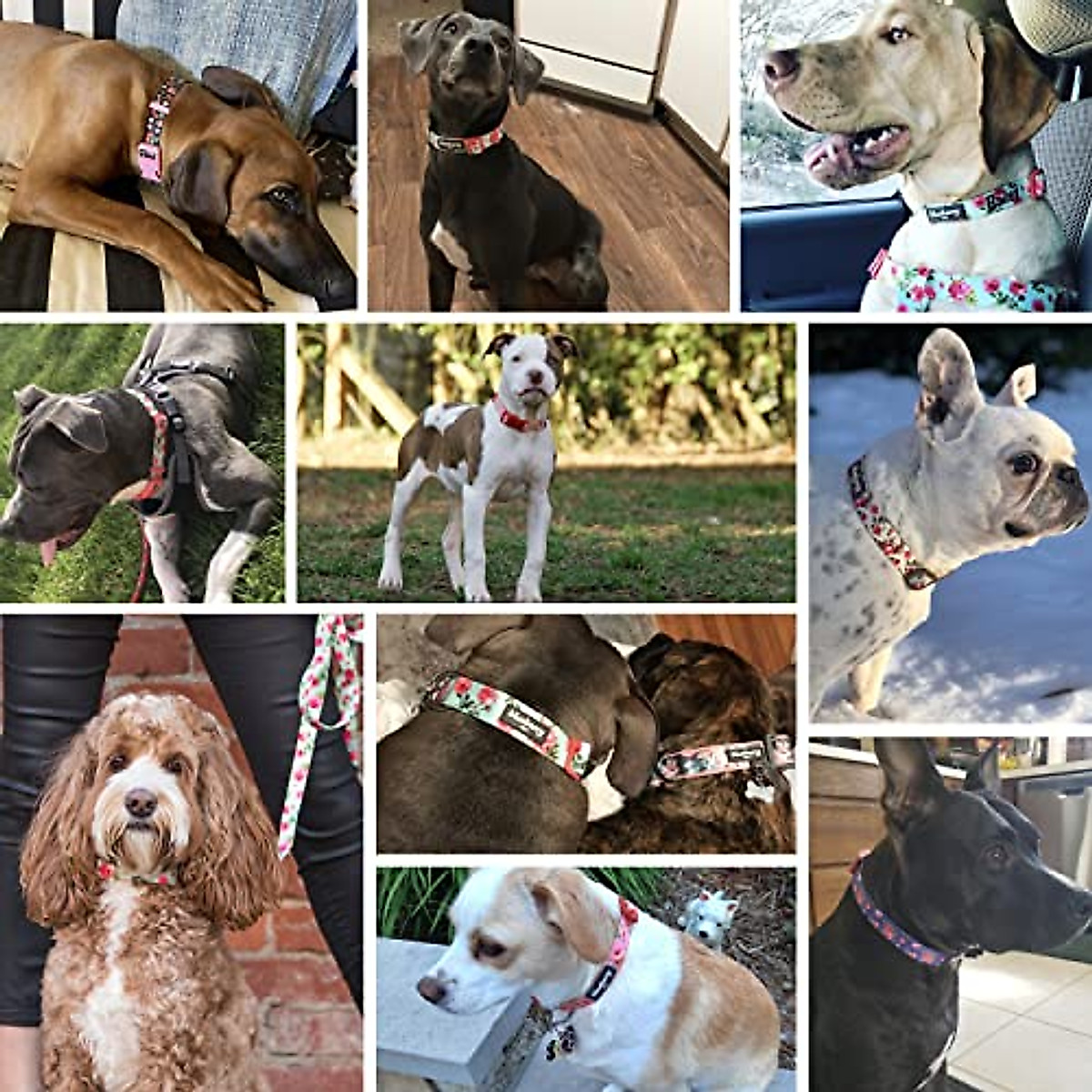 Blueberry Pet 7 Patterns Spring Scent Inspired Floral Rose Print Turquoise Adjustable Dog Collar, X-Small, Neck 8"-11"