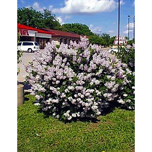 Miss Kim Manchurian Dwarf Lilac - Syringa - Outdoors/Bonsai - 4" Pot