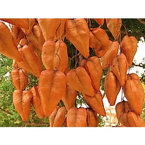 Chinese Golden Rain Tree Seeds for Planting - 6 Seeds - Koelreuteria bipinnata