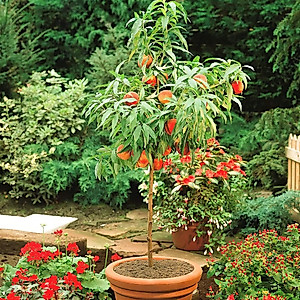 Dwarf Peach Tree Seeds GMO Free Organic Compact Size Popular Choices for Small Gardens, Patios, Balconies, and Even Indoor Cultivation Easier Maintenance 10Pcs Fruit Seeds by YEGAOL Garden