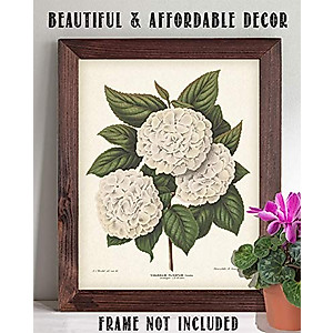 Vintage Japanese Snowball Flower Illustration - Classic Botanical Poster, Home and Graden Decoration, Cottagecore Room Decor, Vintage Flower Wall Display Gift, 11x14 Unframed Art Print Poster