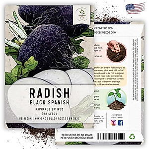 Seed Needs, Black Spanish Radish Seeds - 500 Heirloom Seeds for Planting Raphanus sativus - Non-GMO & Untreated (2 Packs)