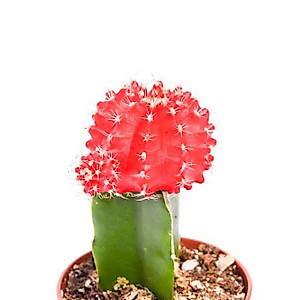Live Moon Cactus Plant – Fully Rooted - 3-Inch Moon Cactus Plant – Red Graft Cactus