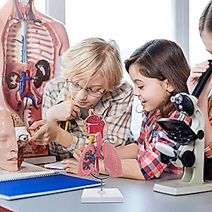 VILLCASE Human Nasal Cavity Throat Anatomy Model, Human Lung Model, Respiratory System Lung Model Teaching Tool, for Students Study Display Teaching Model