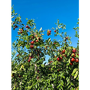 Sliced & Crispy Jujube Date Dried Fruit Snack - Grown 100% Naturally in California (10 Oz) - Nothing Added Just Jujube