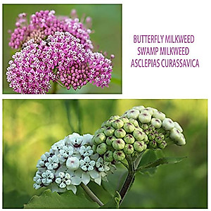 800+ Butterfly Milkweed Seeds for Planting, Swamp Milkweed(Asclepias curassavica) 4 Pack of 200 Seeds Each Heirloom, Non-GMO