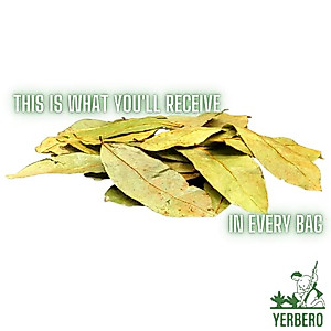 Yerbero - Whole Wildcrafted Dried Graviola Soursop Leaves 1 LB (453g - 1300+ Leaves Per Bag) Hoja De Guanabana Seca, Crafted By Nature | Vacuum Sealed for Freshness | From Mexico | Premium Quality.