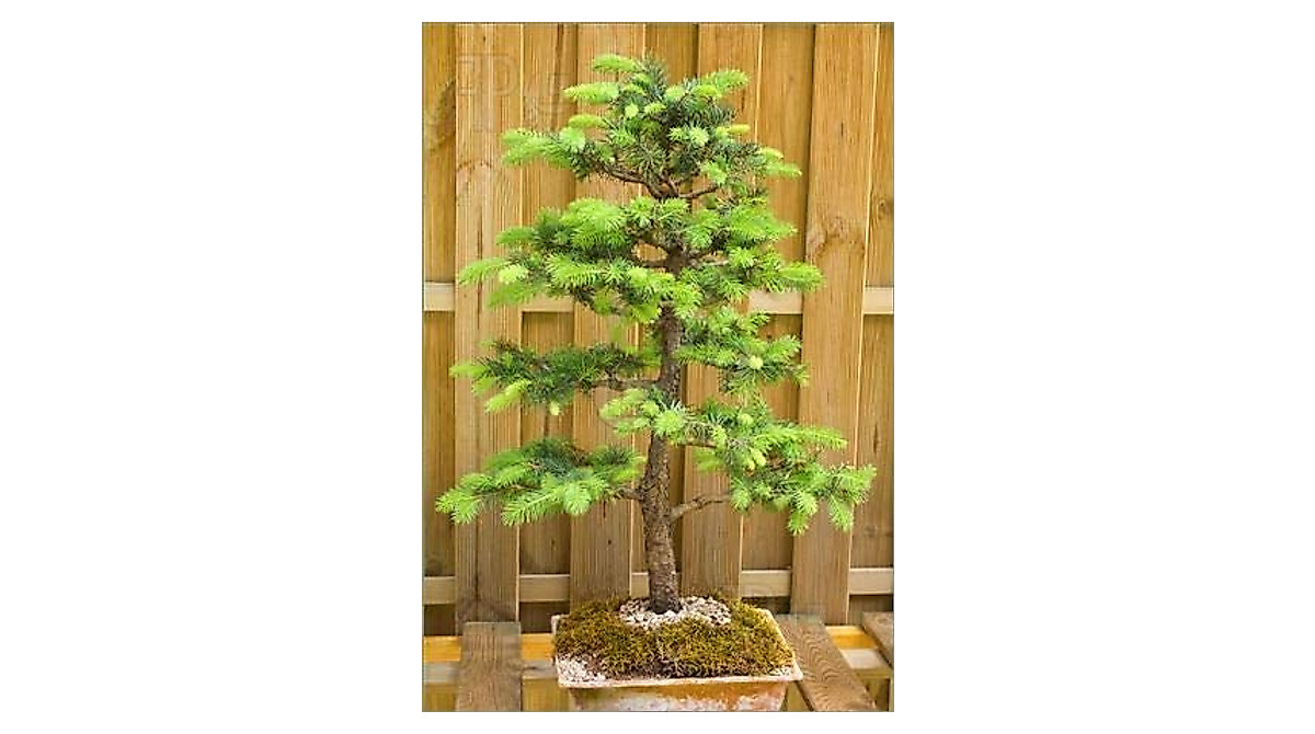 Grow Beautiful Noble Fir Seeds | 20+ Premium Evergreen Trees