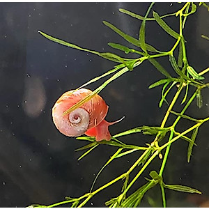Ramshorn Snails - Pink - Leopard - Gold - Mixed Colors - Live 10+ for Freshwater Ponds/Aquariums - Bred and Raised by Bubbles Up Aquatics, pink, red, blue, gold, brown