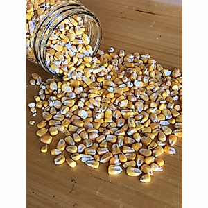 Homestead Harvest Ernst Grain Whole Corn – Perfect Feed for Deer, Squirrels, Chickens, Ducks, Rabbits, Geese, and More! (50 lb)