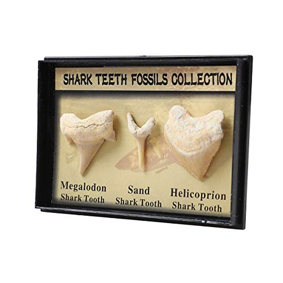Set of 3 Authentic Prehistoric Real Shark Teeth Fossil with Card,Megalodon Shark Tooth,Sand Shark Tooth&Helicoprion Shark Tooth Kit for Collection and Education