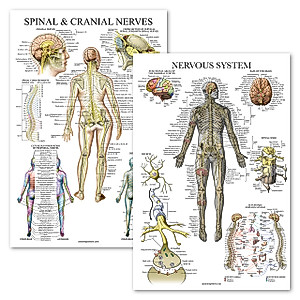 Palace Learning 2 Pack - Spinal Nerves & Nervous System Anatomy Posters - Set of 2 Anatomical Charts - Spine/Nervous - Laminated 18" x 24"