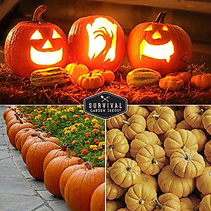 Survival Garden Seeds Pumpkin Collection Seed Vault - Non-GMO Heirloom Seeds for Planting Vegetables - Fairy Tale, Jack O'Lantern, Small Sugar Pumpkins for Growing in Your Vegetable Garden