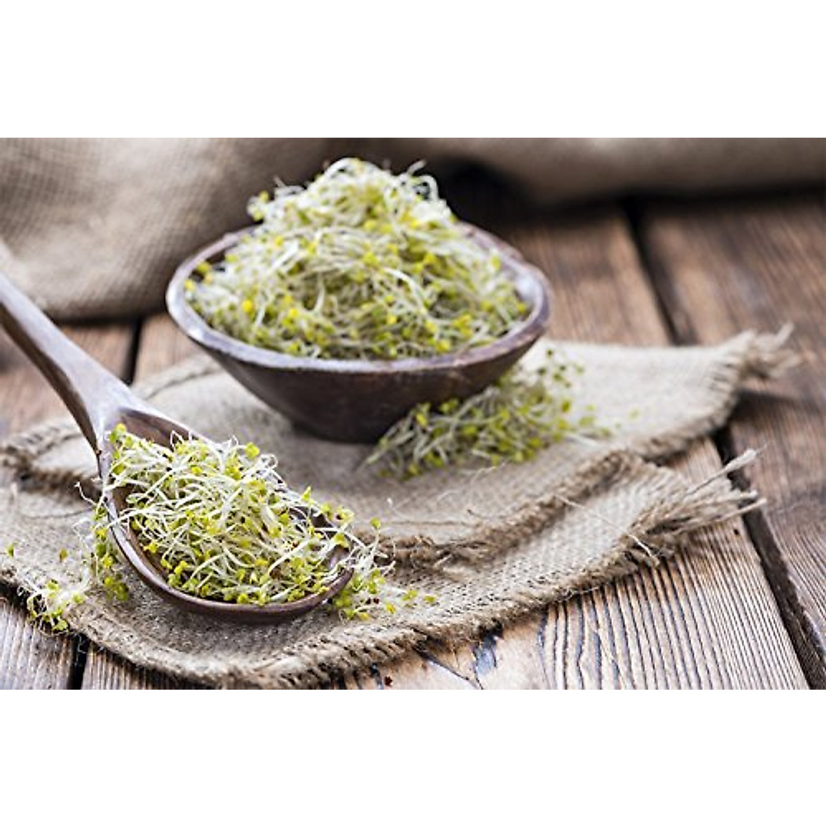 Sprouting Jar Strainer Lid - For Growing Organic Sprouts & Sprouter Screens - 304 Stainless Steel