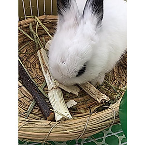 Hypeety Pet Snacks Apple Wood Sticks Chew Toy for Squirrel Rabbits Bunny Guinea Pigs Chinchilla Hamster 100g (3.5oz)