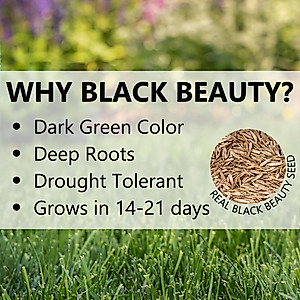 Jonathan Green (10622) Black Beauty Dense Shade Grass Seed - Cool Season Lawn Seed (1 lb)