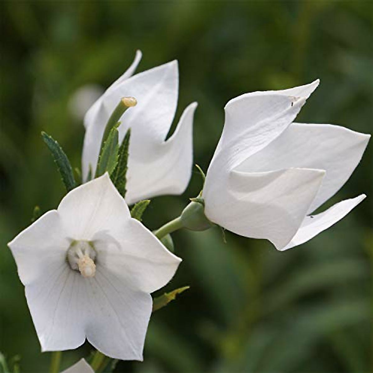Outsidepride Balloon Flower White Platycodon Grandiflorus Garden Plant Seed - 1000 Seeds