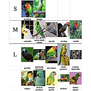 Yu~'s north Bird Diaper Harness Flight Suit Clothes with Flying Leash for Parrots Cockatiel Pet Birds, Parrot Clothes, Bird Training Nappy Suit Liners Clothes (M, Red), Medium