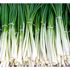 Fast-Growing Bunching Onion Seeds -"Ishikura Improved" - Liliana's Garden - USA Grown Heirloom Seeds
