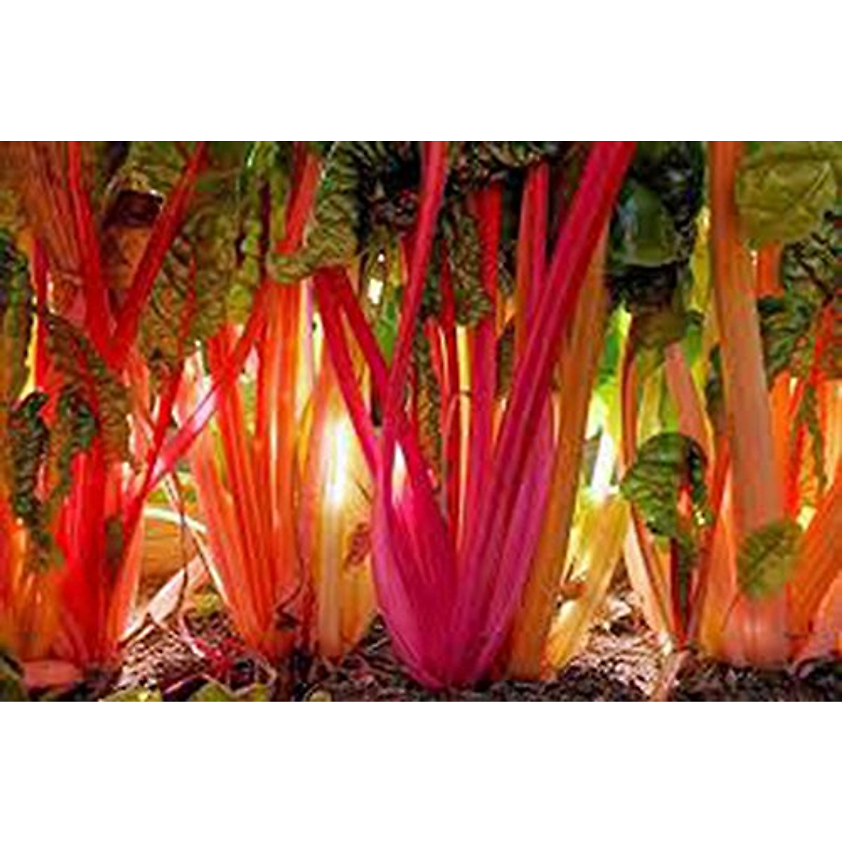 Swiss Chard Seeds,Swiss Chard, Rainbow, Heirloom, 25+Seeds, Non GMO