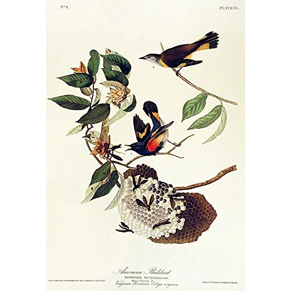 American Redstart. From"The Birds of America" (Amsterdam Edition)