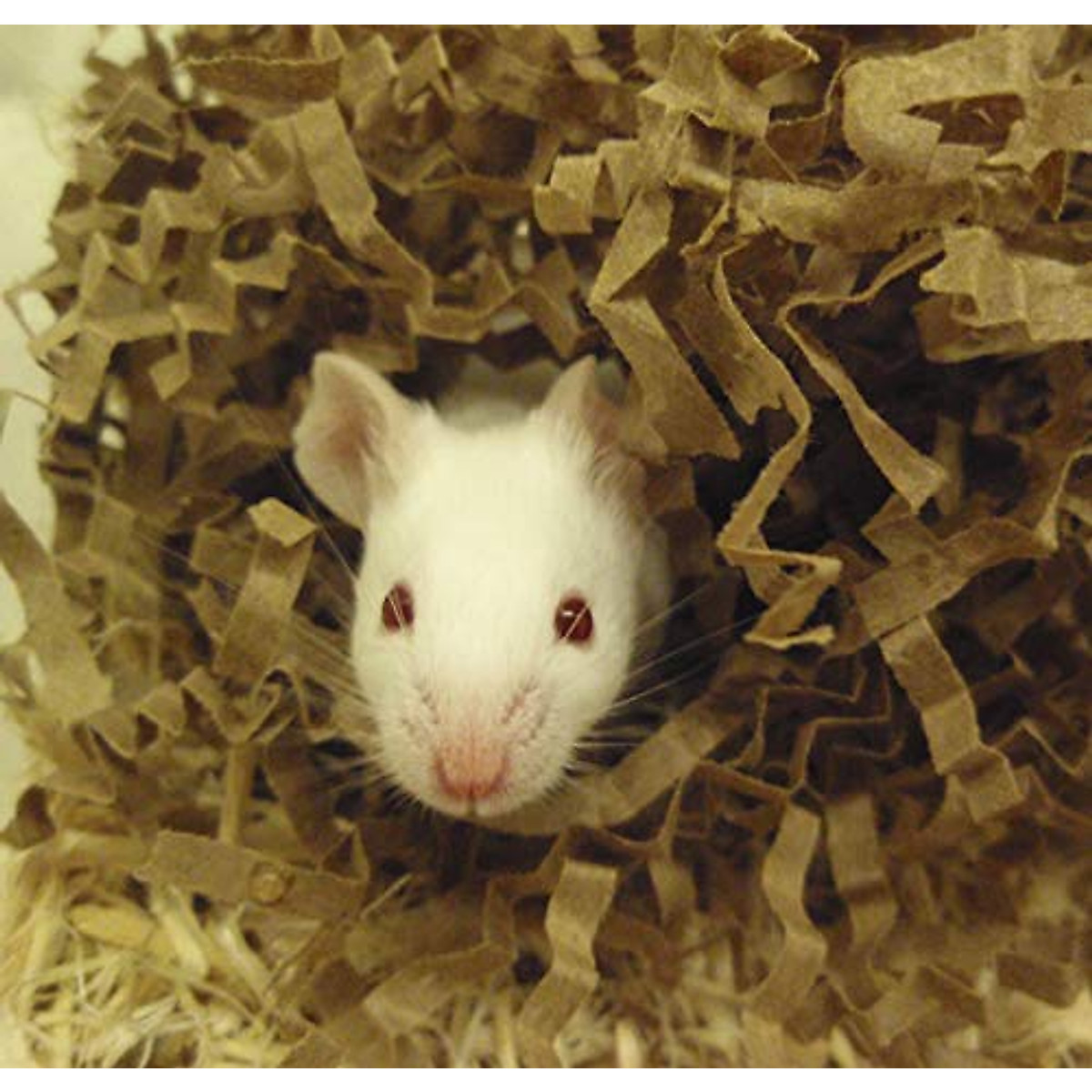 ECO BEDDING Fibercore for Small Pet, 3 lb, Brown