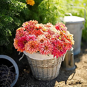 Zinnia Seeds - Cactus Pink Shades - Packet - Pink Flower Seeds, Open Pollinated Seed Attracts Bees, Attracts Butterflies, Attracts Hummingbirds, Attracts Pollinators, Easy to Grow & Maintain, Fast
