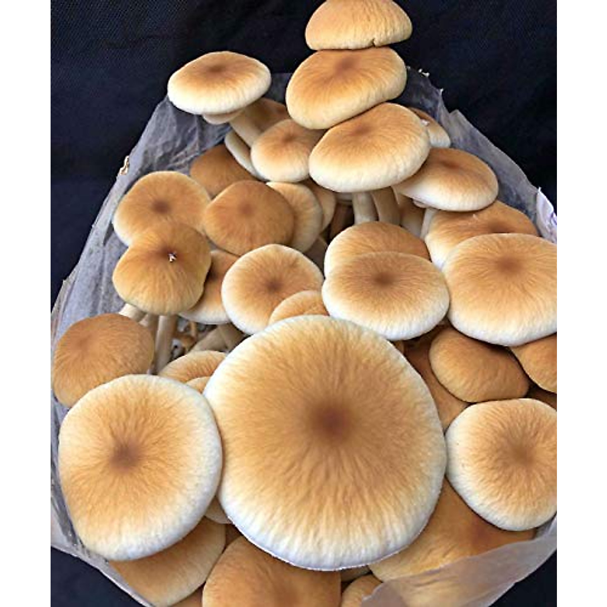 MushroomMediaOnline - 100% Soy Hull Mushroom Pellets - Ideal and Fast-Growing Substrate for Mushroom Cultivation, Oyster Mushrooms, Shiitake, and More (10 Pounds)