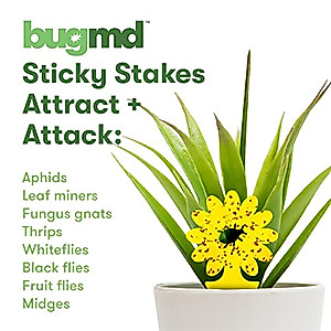 BugMD Sticky Bug Traps (12 Pack) - Indoor Fruit Fly Killer, Fungus Gnat Killer, Plant sticky traps for Bugs, Yellow Sticky Fly Traps for Plants, Gnat for Plants, Odorless