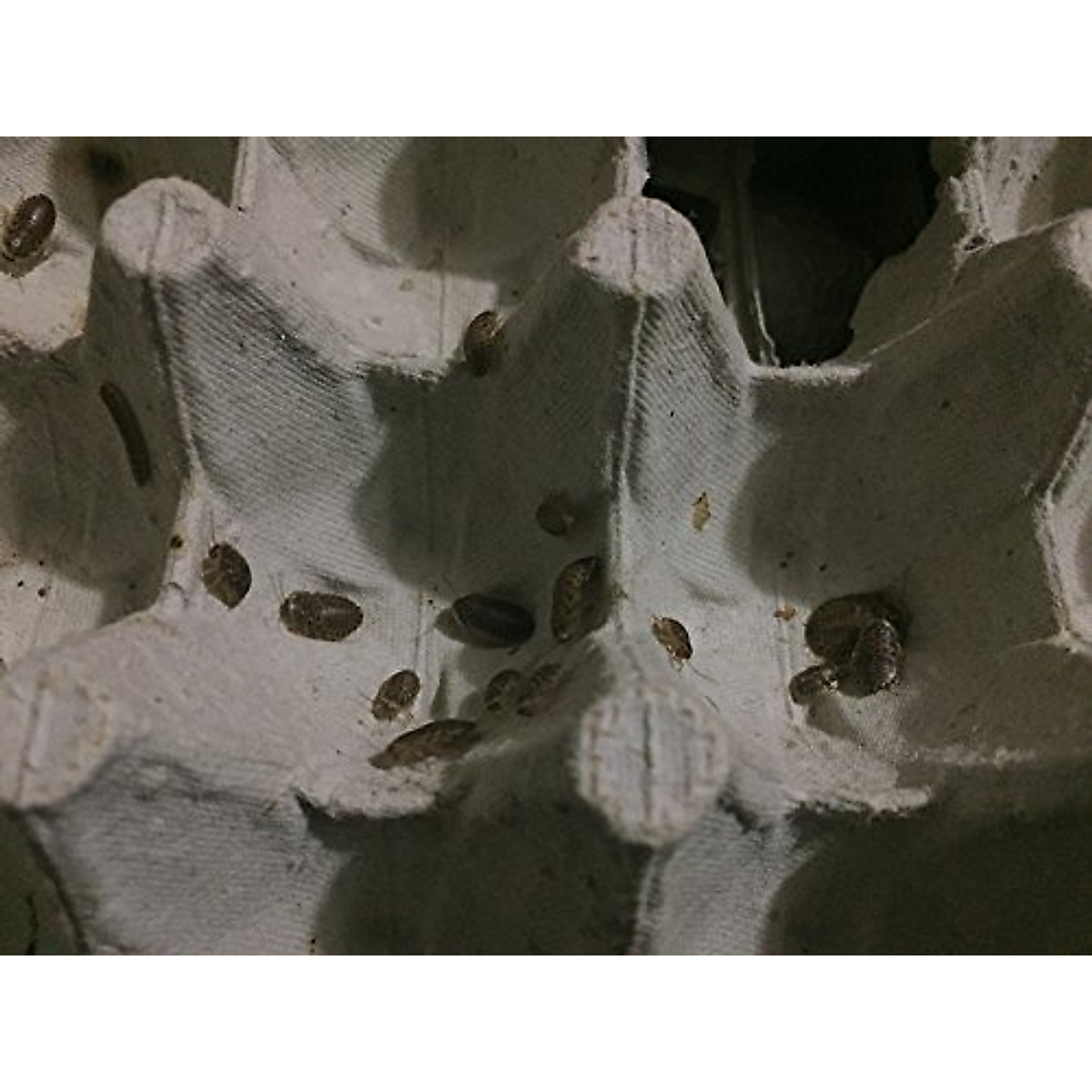 Bad Ass Bugs 250 Small Dubia Roaches