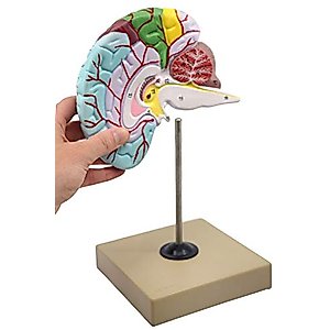 Functional Human Brain Model, Cross Section - 1/2 Size - Color Coded & Numbered with Key Card - Includes Mount - Eisco Labs
