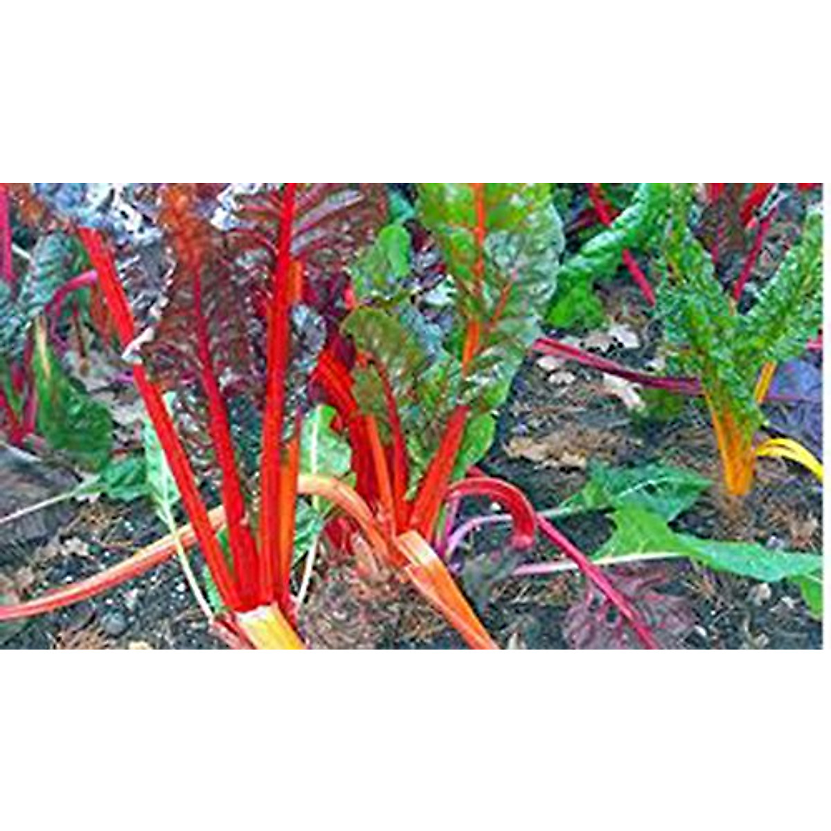 Swiss Chard Seeds,Swiss Chard, Rainbow, Heirloom, 25+Seeds, Non GMO