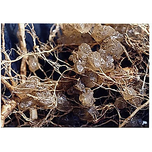 Soil Moist 100064312 JCD-030SM 3-Pound Granules, White