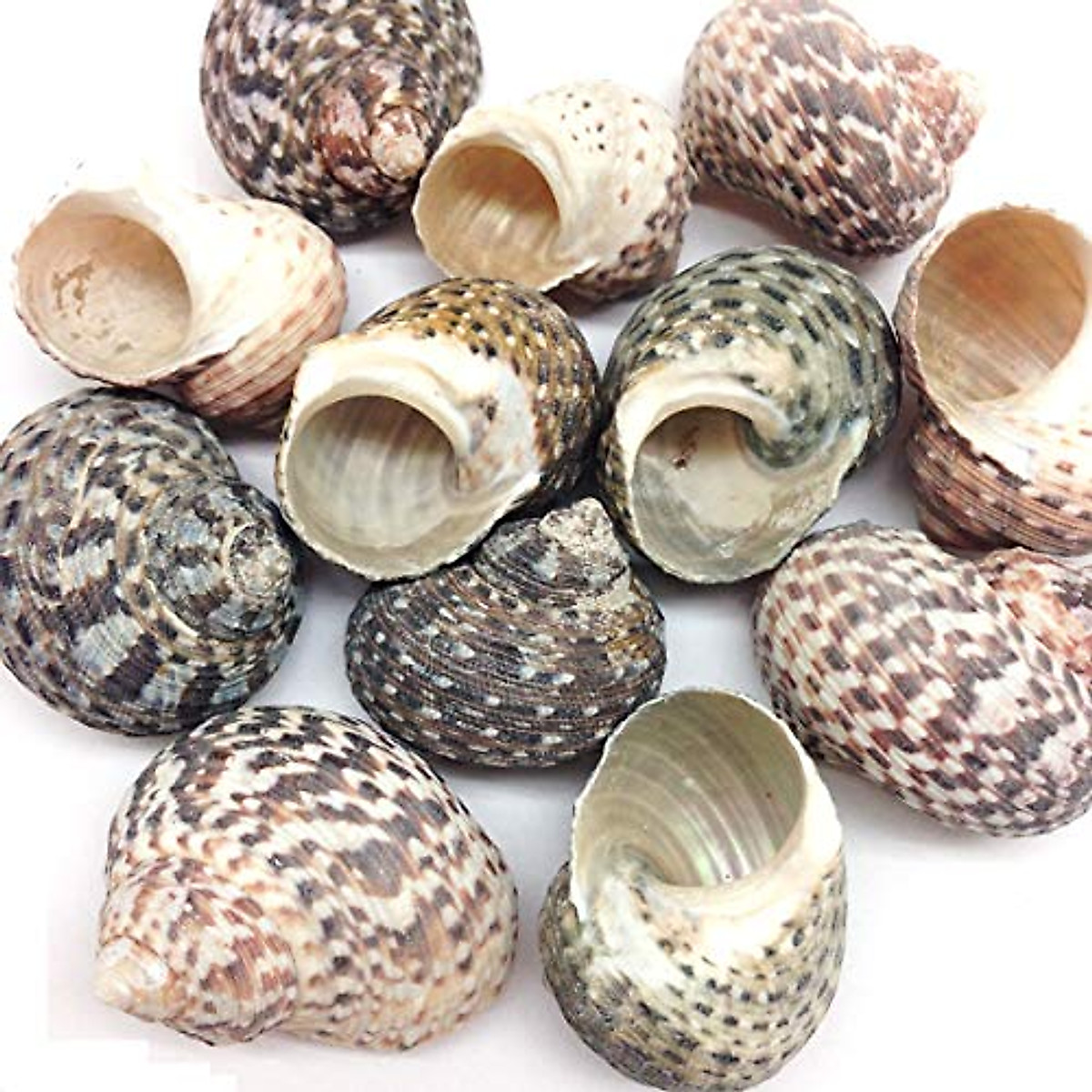 PEPPERLONELY 12PC Turbo Stripe Sea Shell, Hermit Crab Sea Shells, 1 Inch ~ 1-1/2 Inch