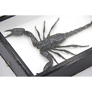 TAXIBUGS Real Exotic Poisonous Scorpion – Preserved Taxidermy Insect Bug Collection Framed in a 3D Wooden Frame as Pictured Taxidermy (Black Wooden Box)