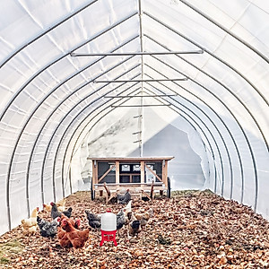 Little Giant 10 Gallon Tank Heavy Duty Poultry Chicken Gravity Waterer (2 Pack)