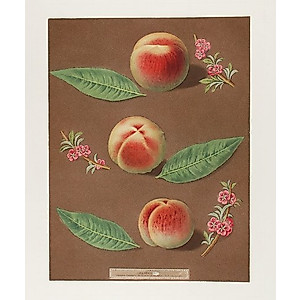 [Peach] Bourdine Peach; Nevet Peach; Late Admirable Peach