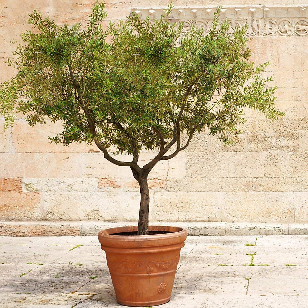 Arbequina Olive Tree - Beautiful Live Plant - 6 Inch Pot - Grow Your Own Olives Indoors - Olea Europaea