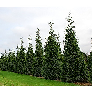 Thuja Arborvitae Green Giant - 10 Live Quart Size Plants - Evergreen Privacy Trees