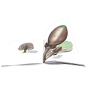 Trees (My First Discovery Paperbacks)